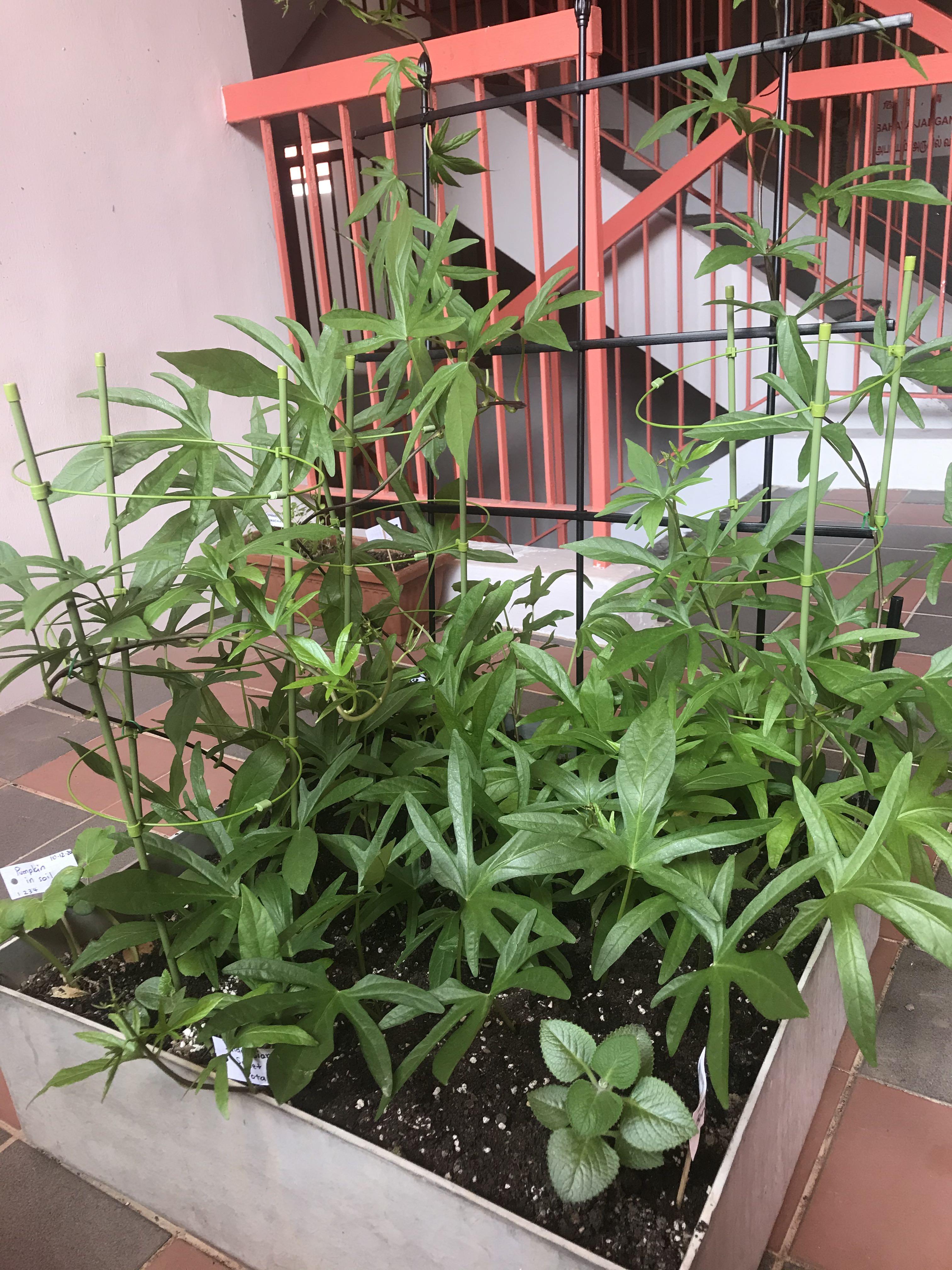 Shallow planter box, Furniture & Home Living, Gardening, Pots ...