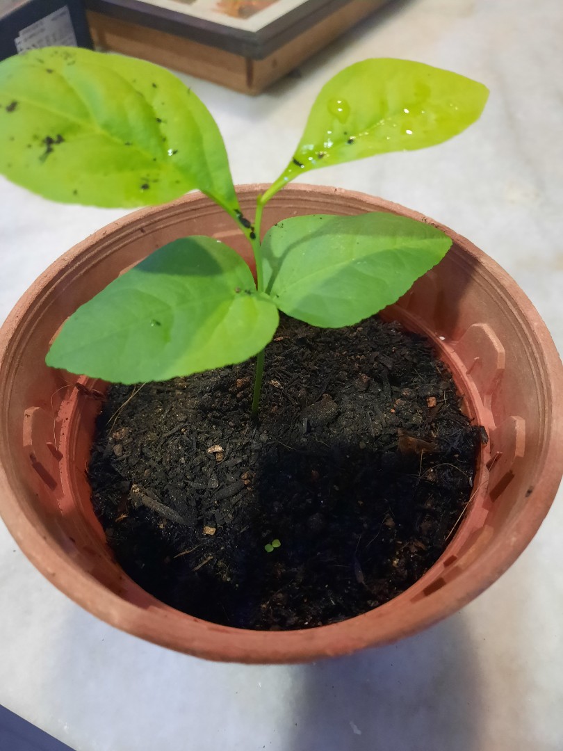 Indian bael/ Vilvam / Aegle marmelos(Live Plant), Furniture & Home ...