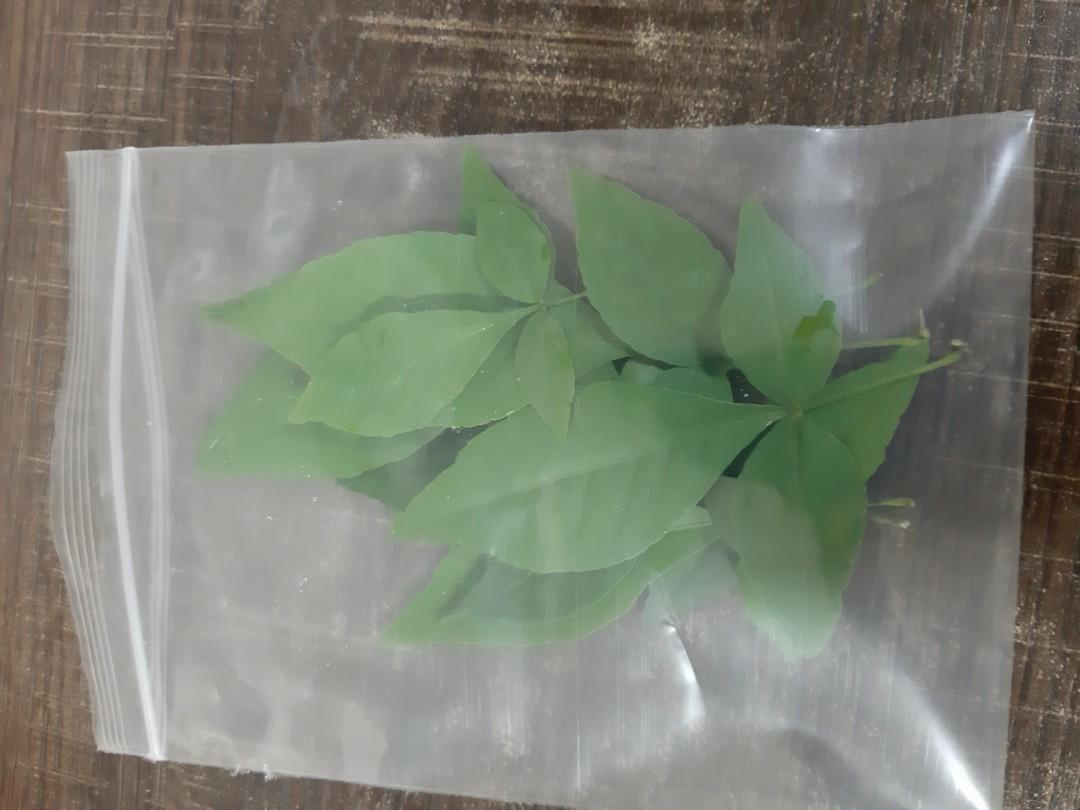 Moving out sale,Clearance Sale,Garage sale---Bilvam, Vilvam,bael ,patra ...