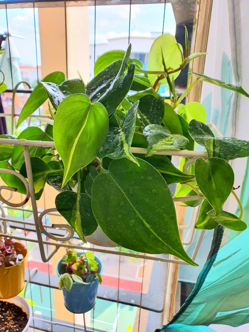 Brazil pothos, Furniture & Home Living, Gardening, Plants & Seeds on ...