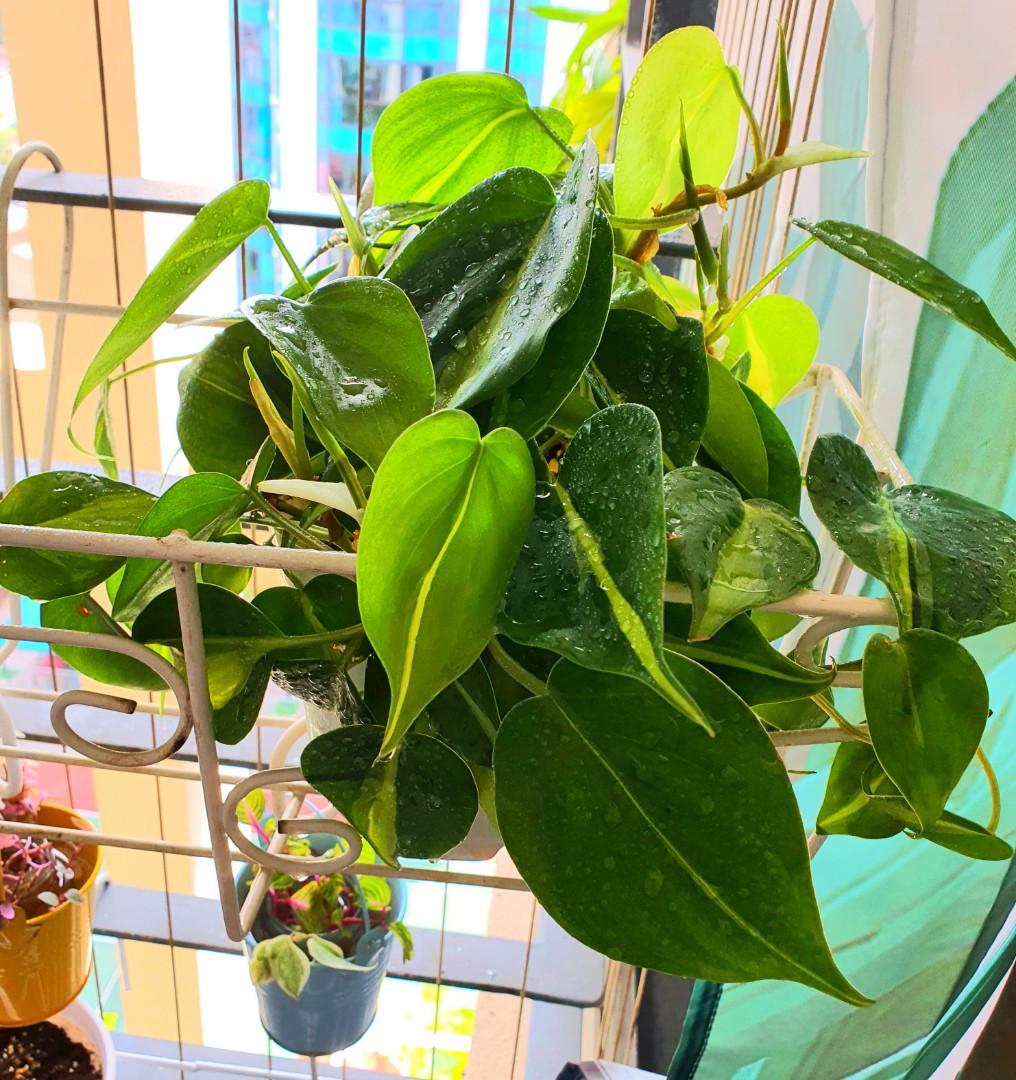 Brazil pothos, Furniture & Home Living, Gardening, Plants & Seeds on ...