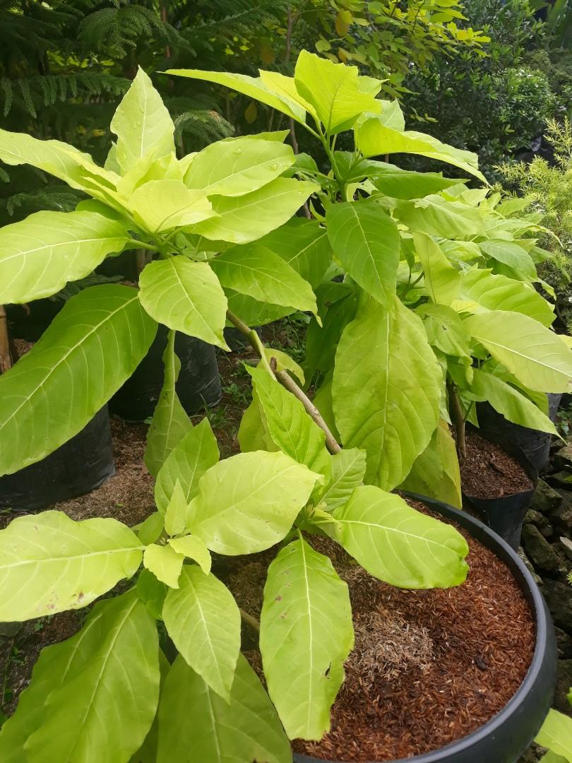 Litus lemon tree, Furniture & Home Living, Gardening, Plants & Seeds on ...