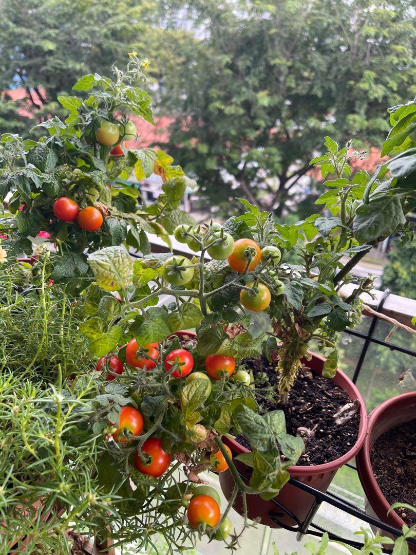 Vilma tomato dwarf seedling (Tiny Tim), Furniture & Home Living ...