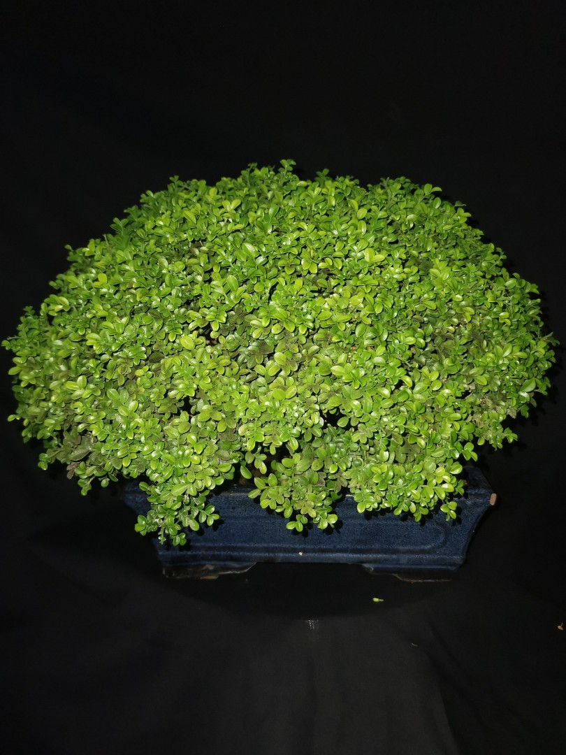 Dwarf Murraya Paniculata Bonsai 达摩七里香, Furniture & Home Living ...
