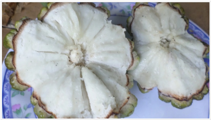 Grafted Seedless Atis Seedlings, Furniture & Home Living, Gardening ...