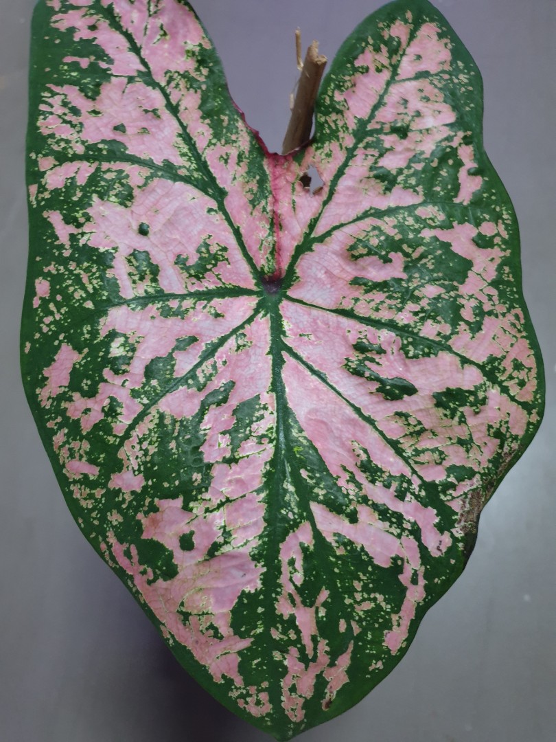 Caladium Florida Roselight, Furniture & Home Living, Gardening, Plants ...