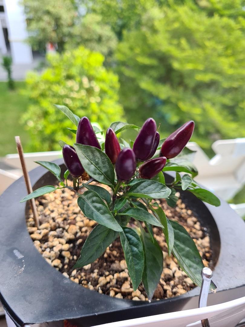 Rare Explosive Ember Chilli Seedling, Furniture & Home Living ...