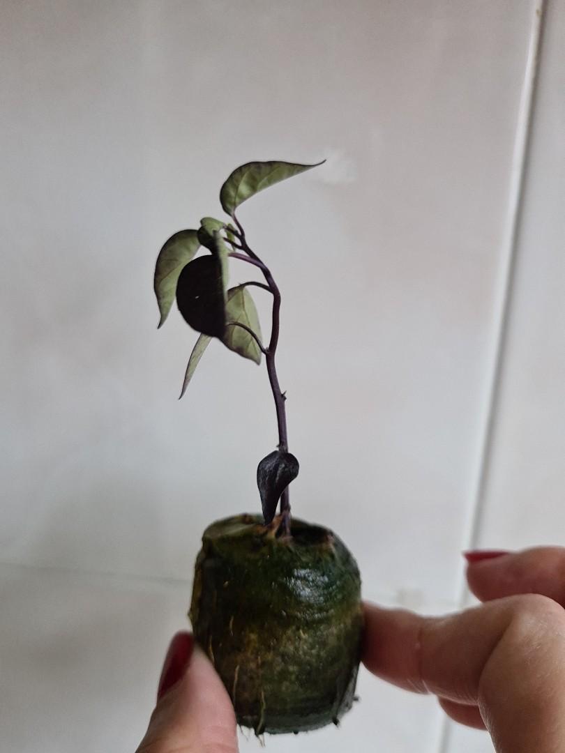 Rare Explosive Ember Chilli Seedling, Furniture & Home Living ...