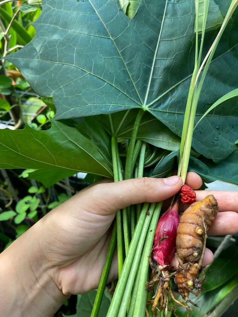 Chaya/ Mayan Tree Spinach/ Cnidoscolus aconitifolius, Furniture & Home ...
