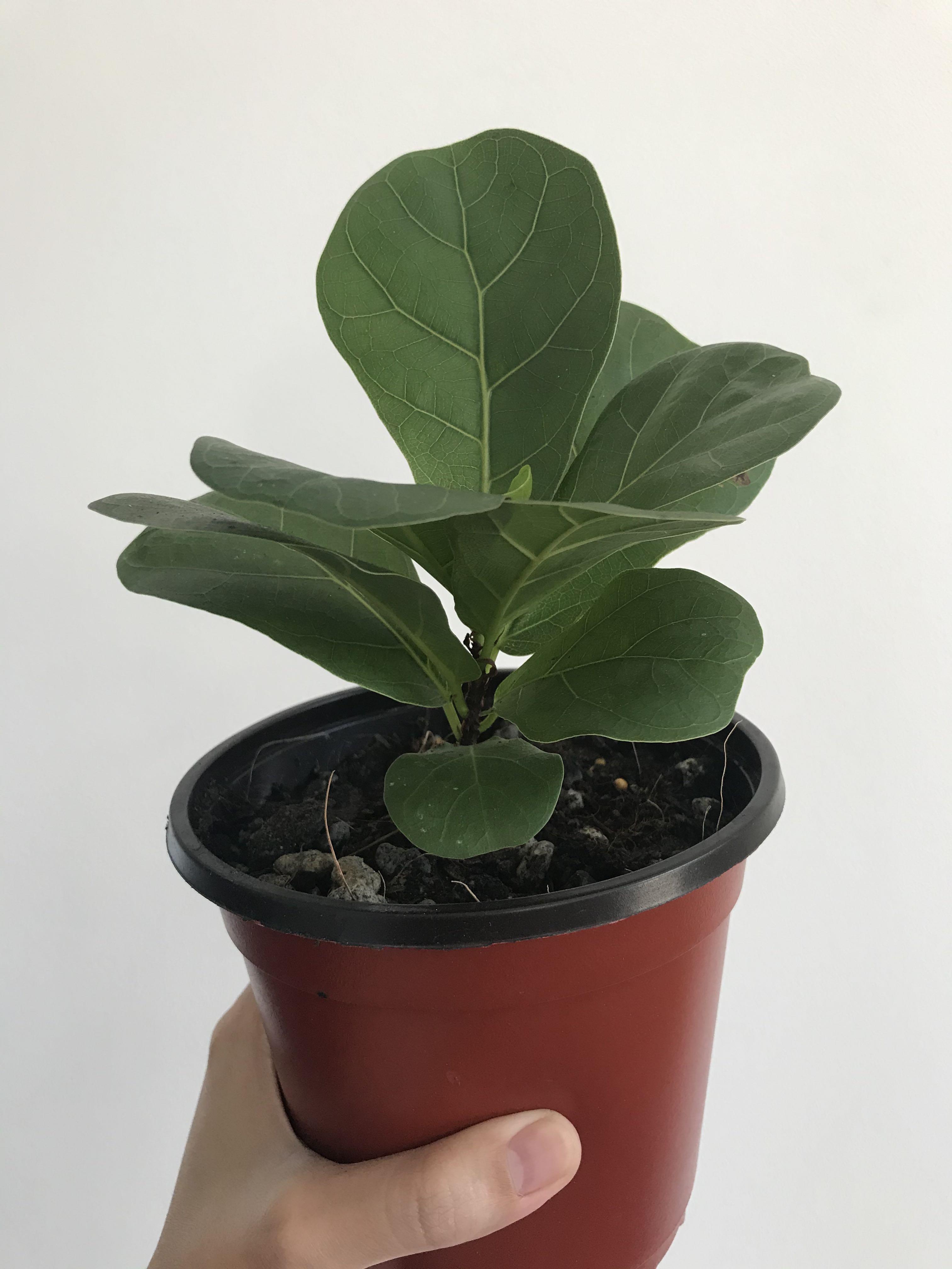 Fiddle Leaf Fig Tree Bambino / Compacta Indoor Outdoor Plant, Furniture ...