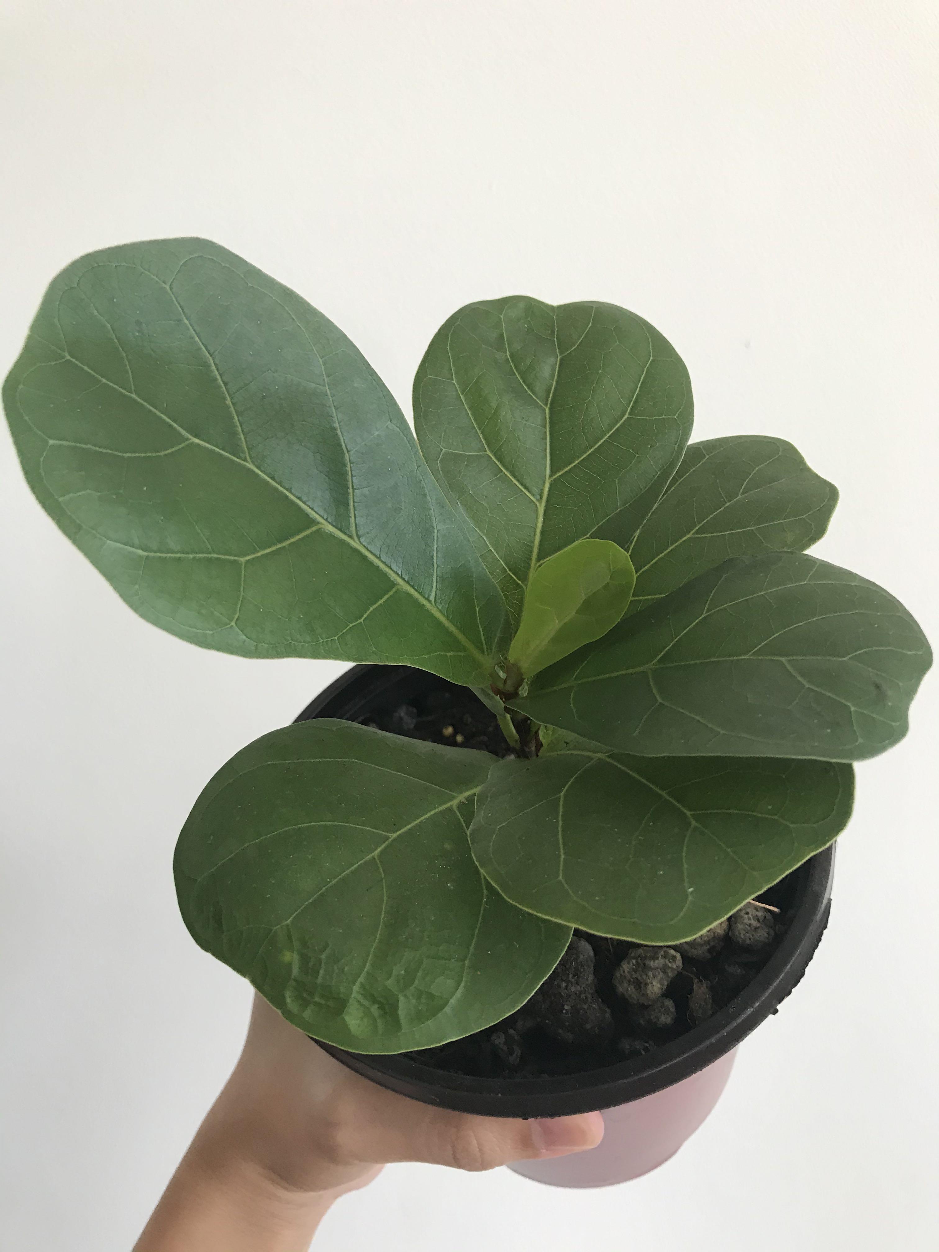 Fiddle Leaf Fig Tree Bambino / Compacta Indoor Outdoor Plant, Furniture ...