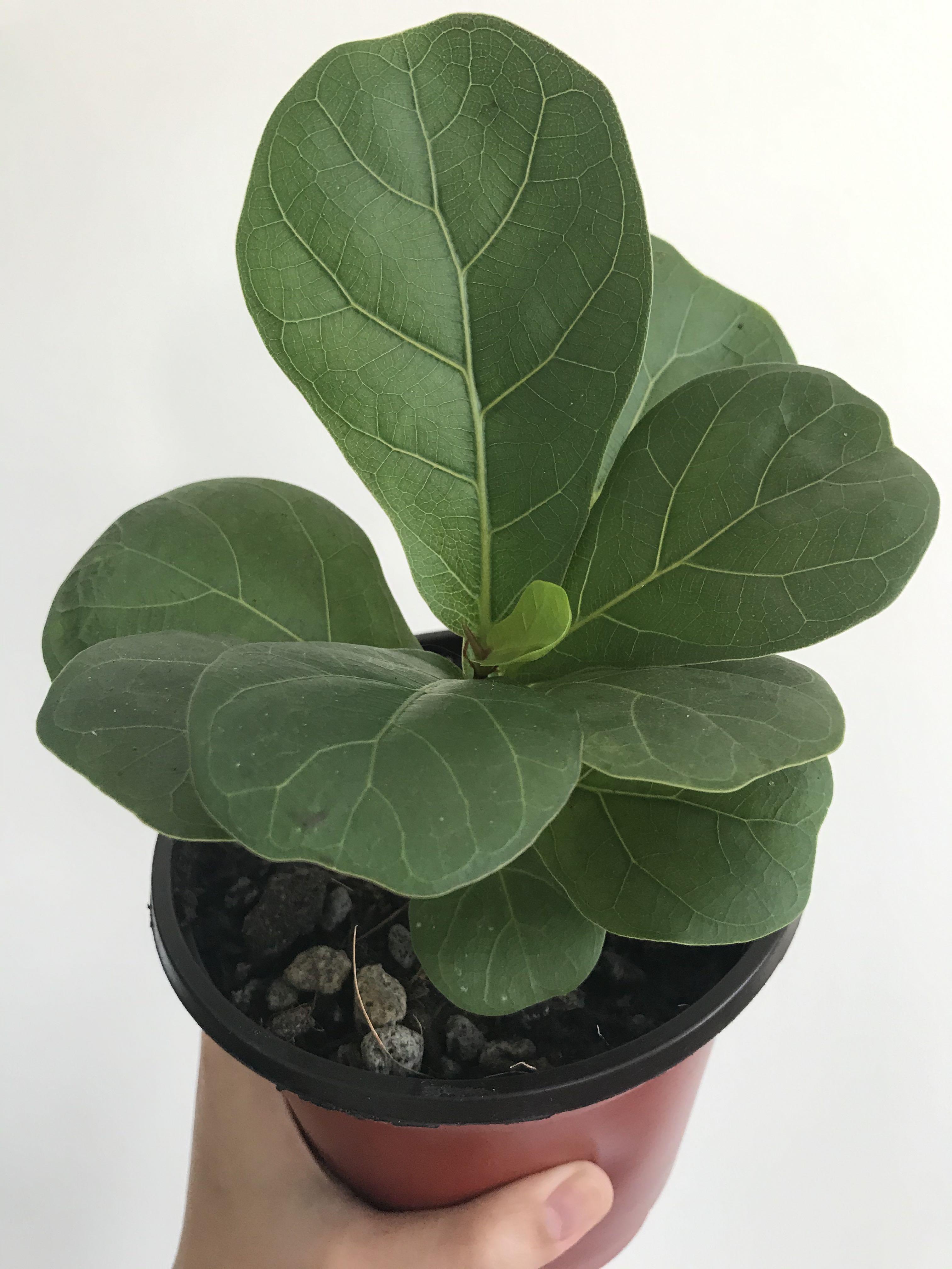 Fiddle Leaf Fig Tree Bambino / Compacta Indoor Outdoor Plant, Furniture ...