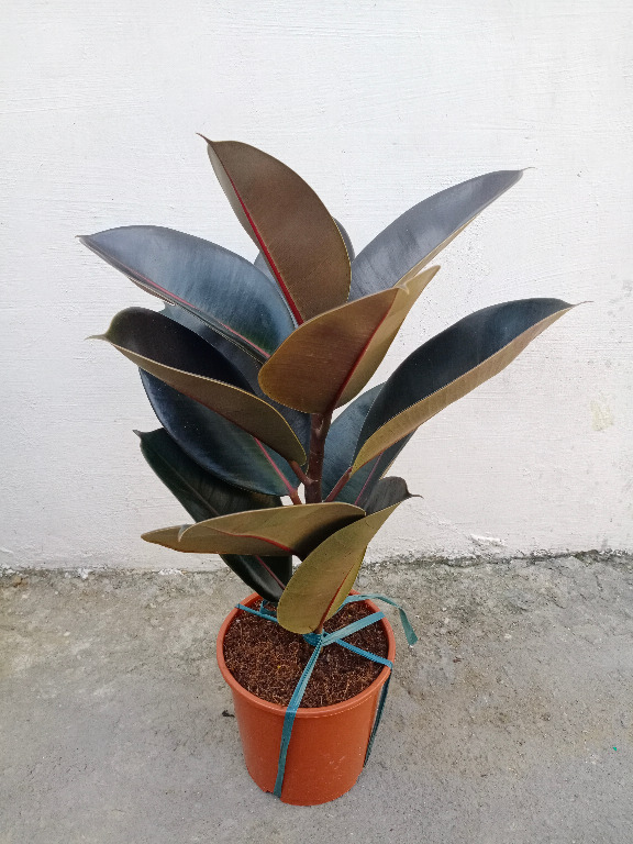 Malaysian Black Prince Rubber Tree (2-2.5ft), Furniture & Home Living ...