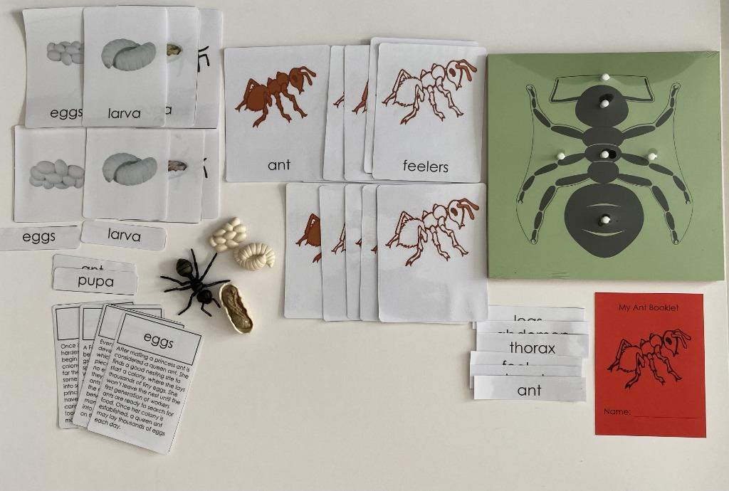 All about ANT Package - Life cycle Models /Nomenclature Cards/ 4 Part ...