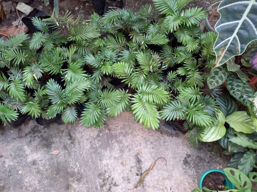 Dwarf Chinese Palmera, Furniture & Home Living, Gardening, Plants ...