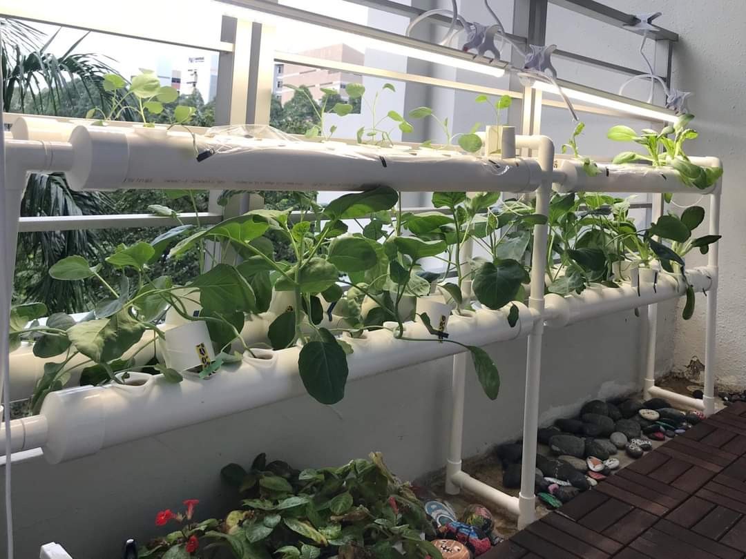 Hydroponics NFT Setup (72 hole), Furniture & Home Living, Gardening ...