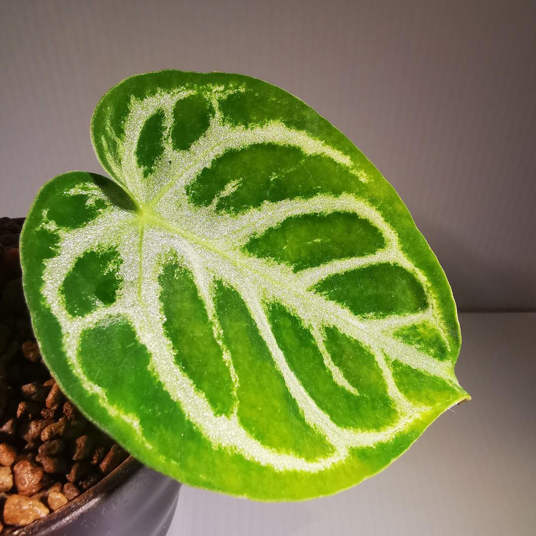 anthurium dorayaki crystallinum (silver blush), Gardening, Plants on ...