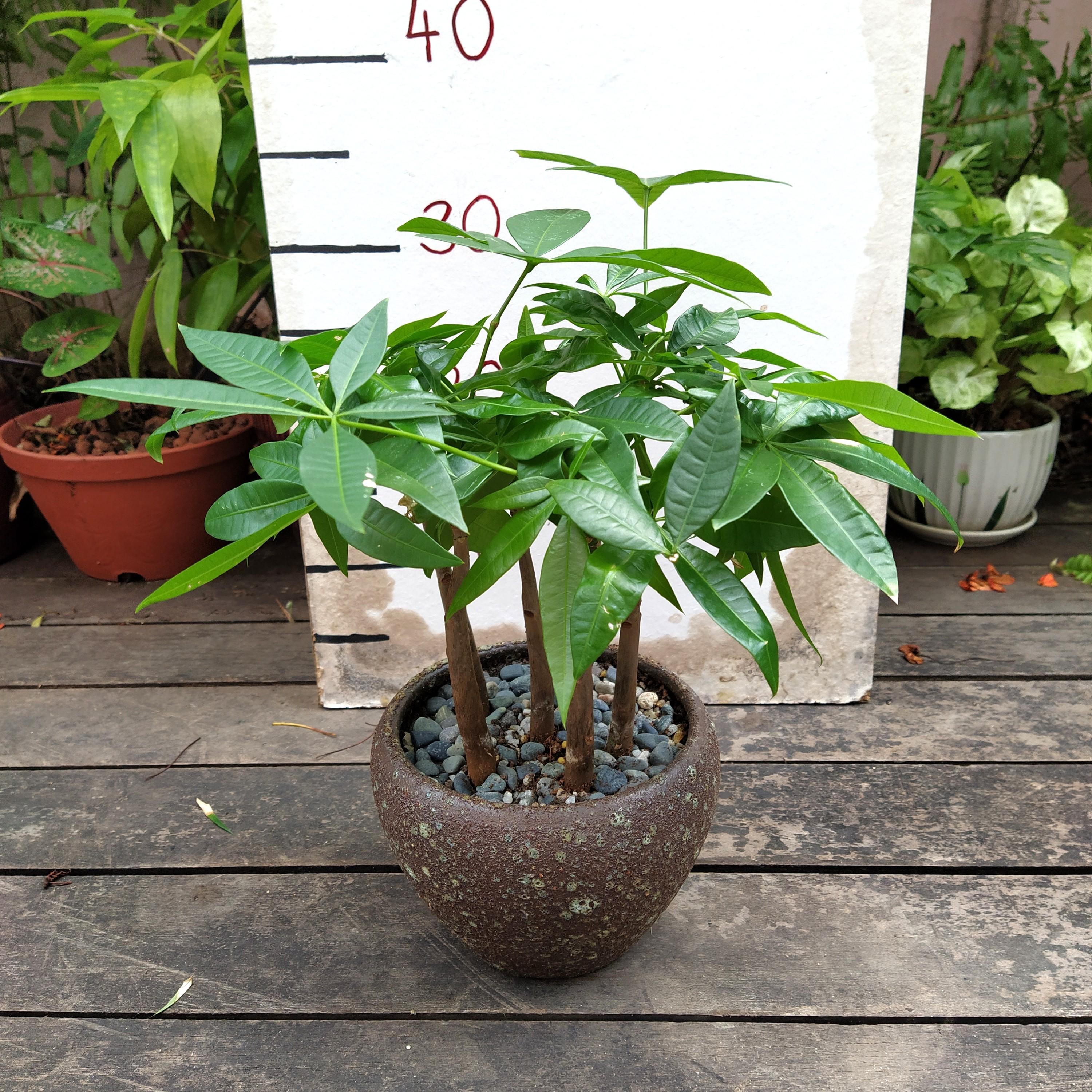 Dwarf Money Trees, Pachira, Furniture & Home Living, Gardening, Plants ...