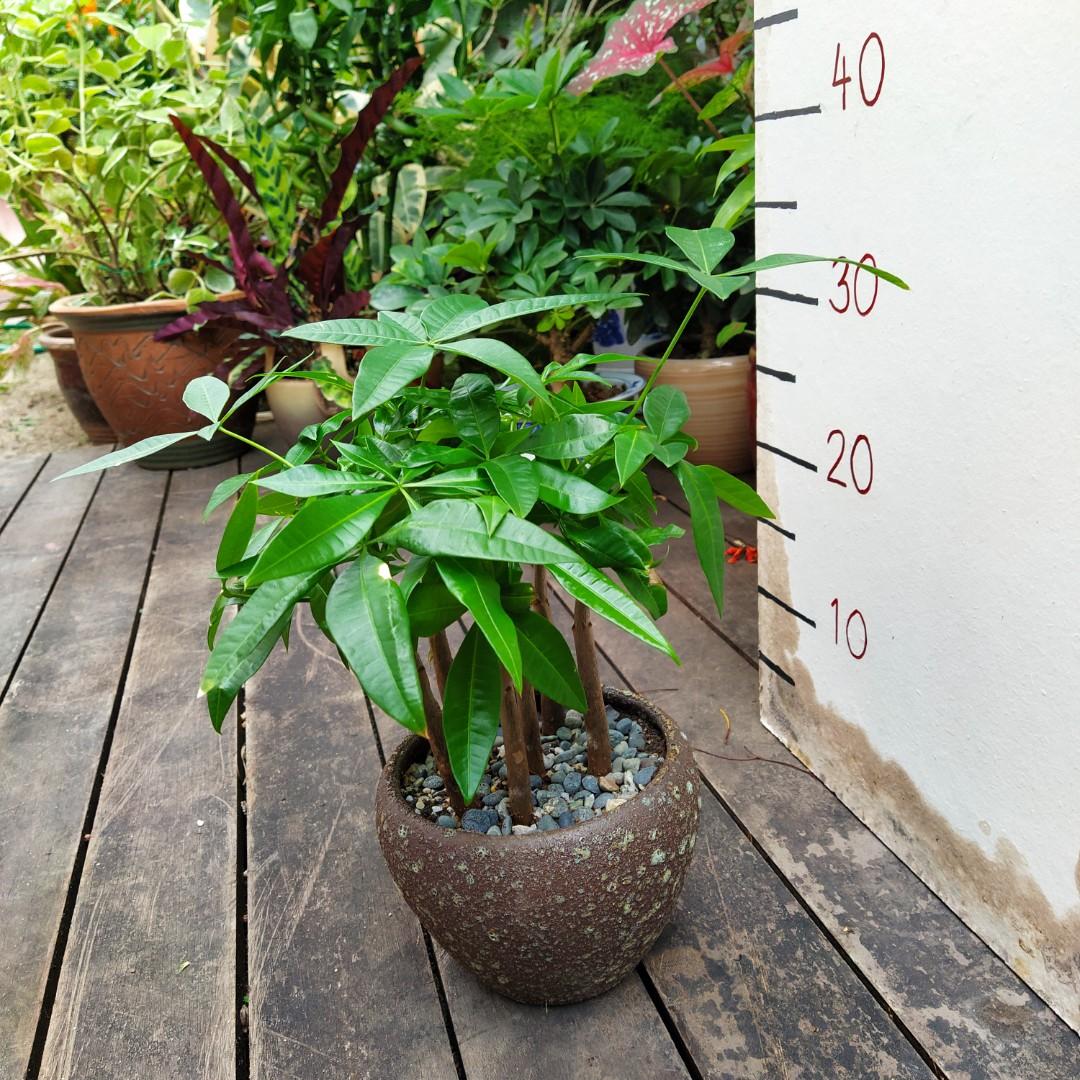 Dwarf Money Trees, Pachira, Furniture & Home Living, Gardening, Plants ...