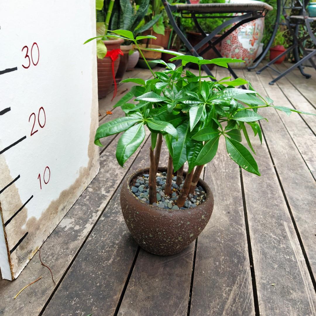 Dwarf Money Trees, Pachira, Furniture & Home Living, Gardening, Plants ...