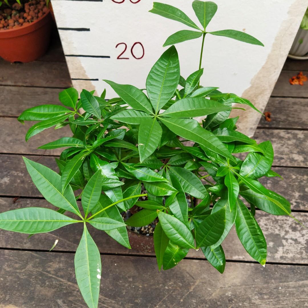 Dwarf Money Trees, Pachira, Furniture & Home Living, Gardening, Plants ...