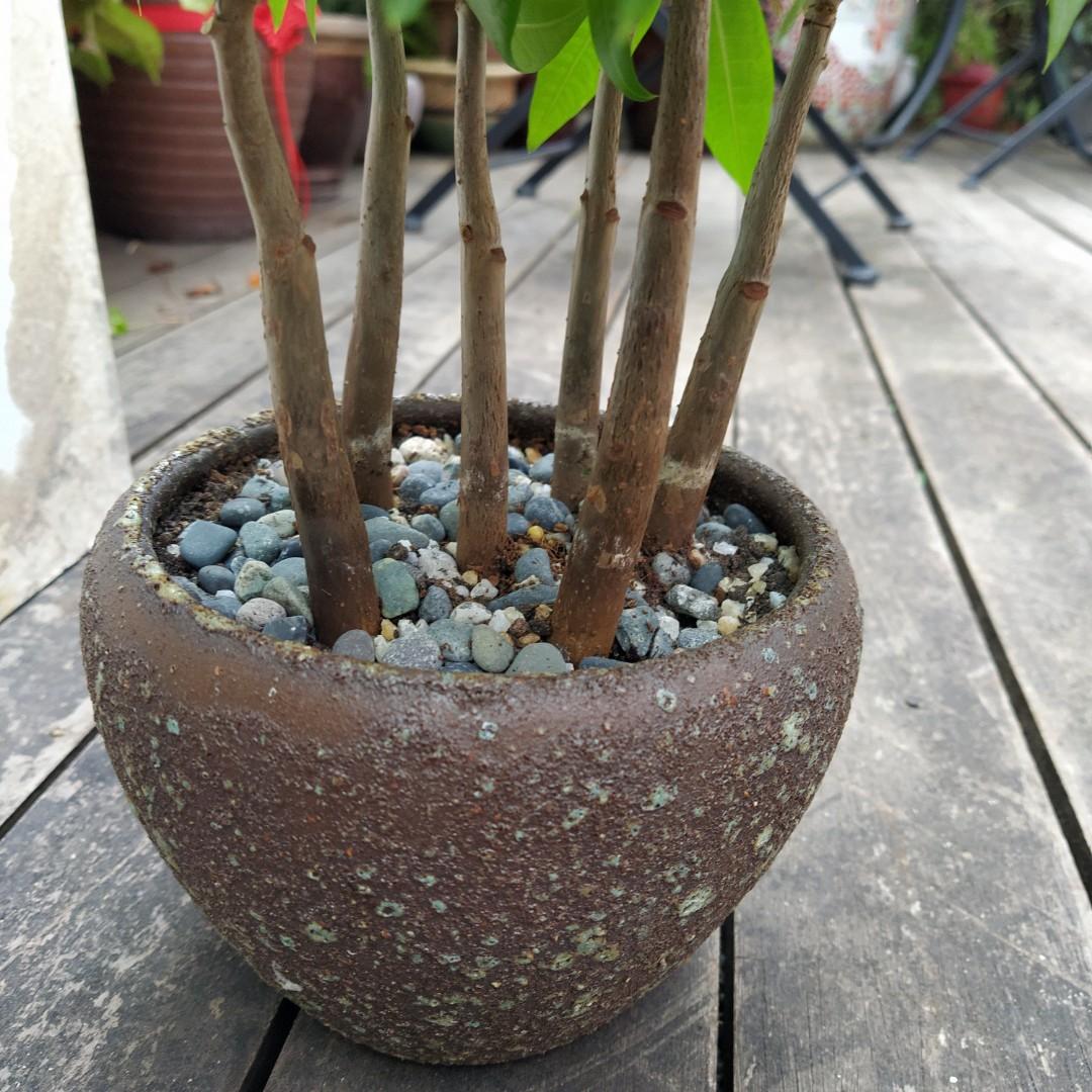 Dwarf Money Trees, Pachira, Furniture & Home Living, Gardening, Plants ...