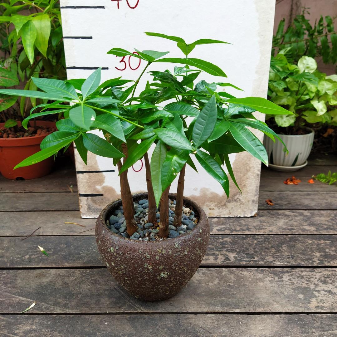 Dwarf Money Trees, Pachira, Furniture & Home Living, Gardening, Plants ...