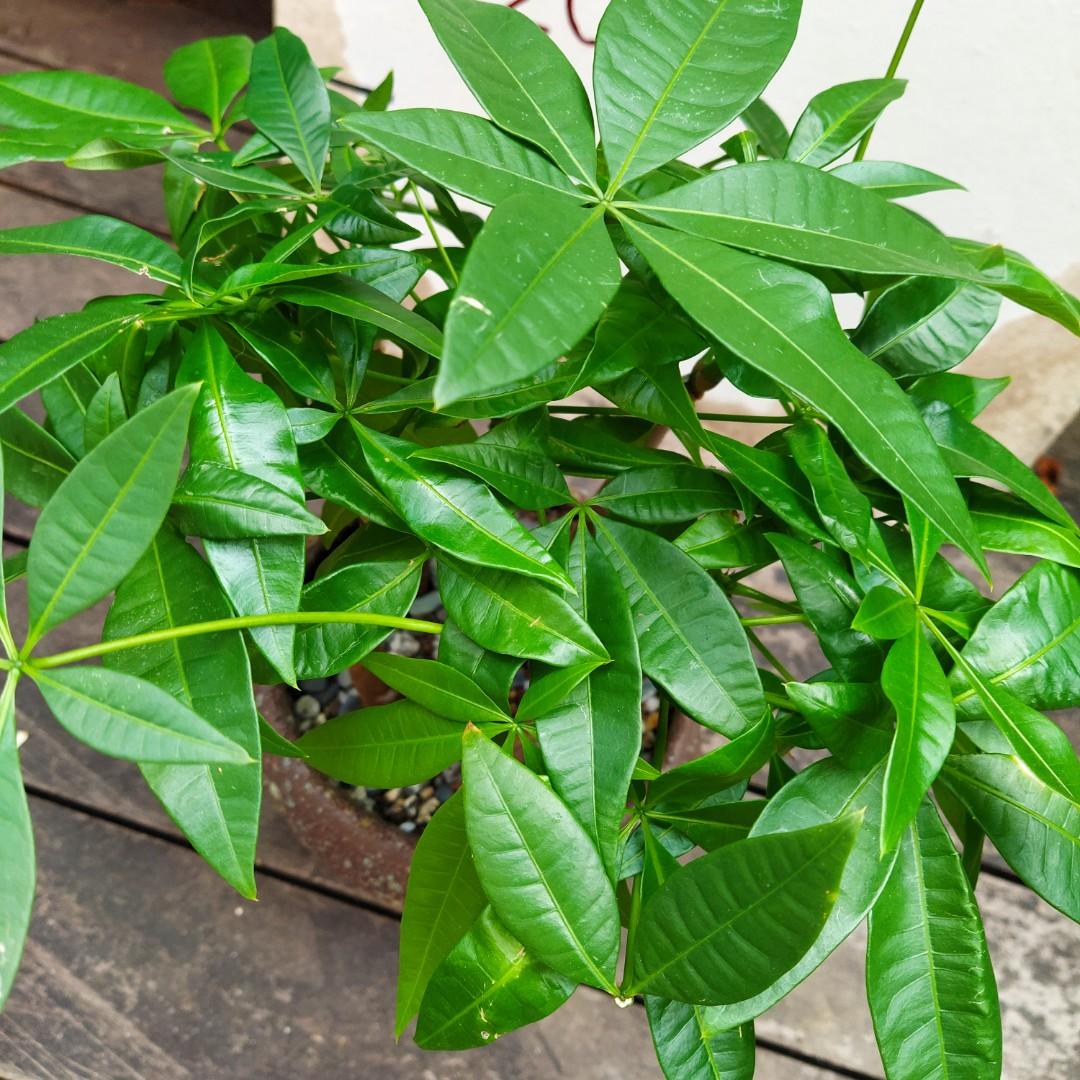 Dwarf Money Trees, Pachira, Furniture & Home Living, Gardening, Plants ...