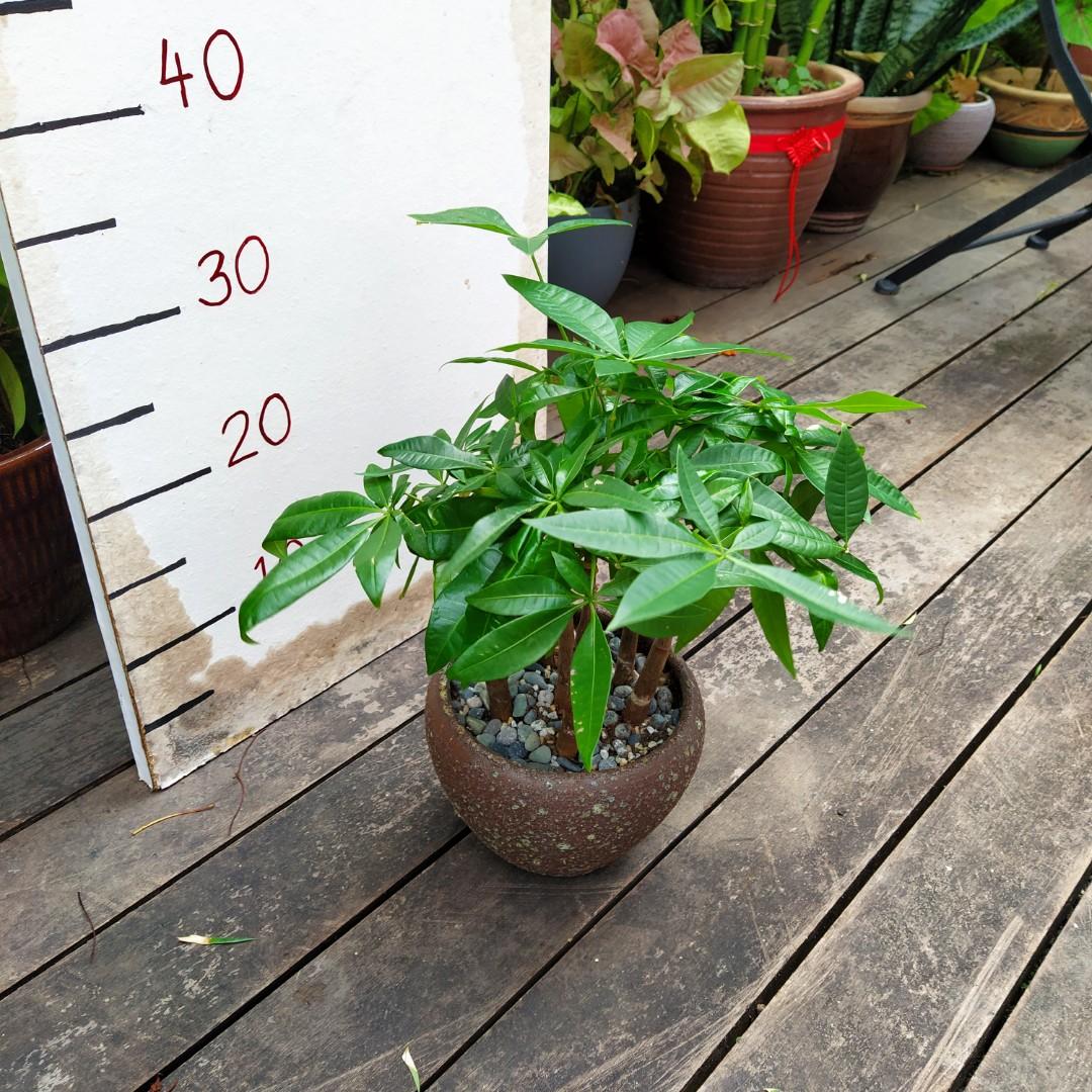 Dwarf Money Trees, Pachira, Furniture & Home Living, Gardening, Plants ...