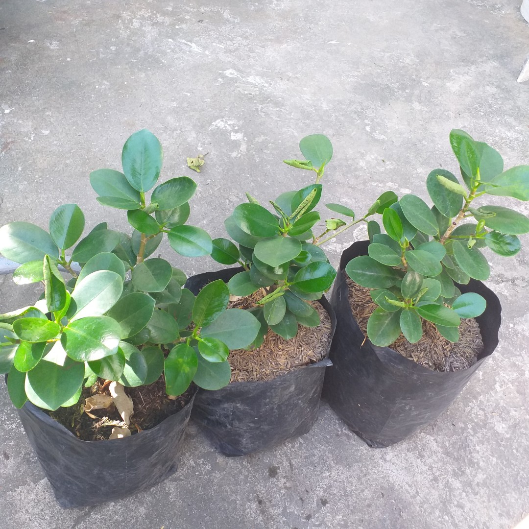 Ficus Nana (Dwarf Rubber Tree plant) seedling bag Ficus for bonsai ...