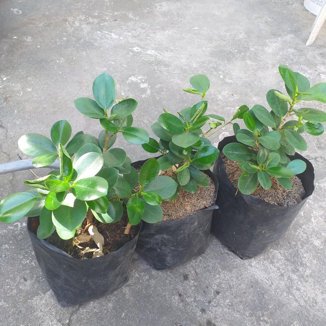 Ficus Nana (Dwarf Rubber Tree plant) seedling bag Ficus for bonsai ...
