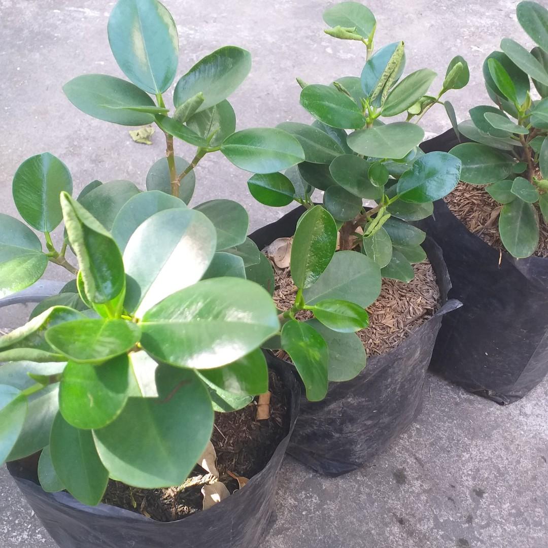 Ficus Nana (Dwarf Rubber Tree plant) seedling bag Ficus for bonsai ...