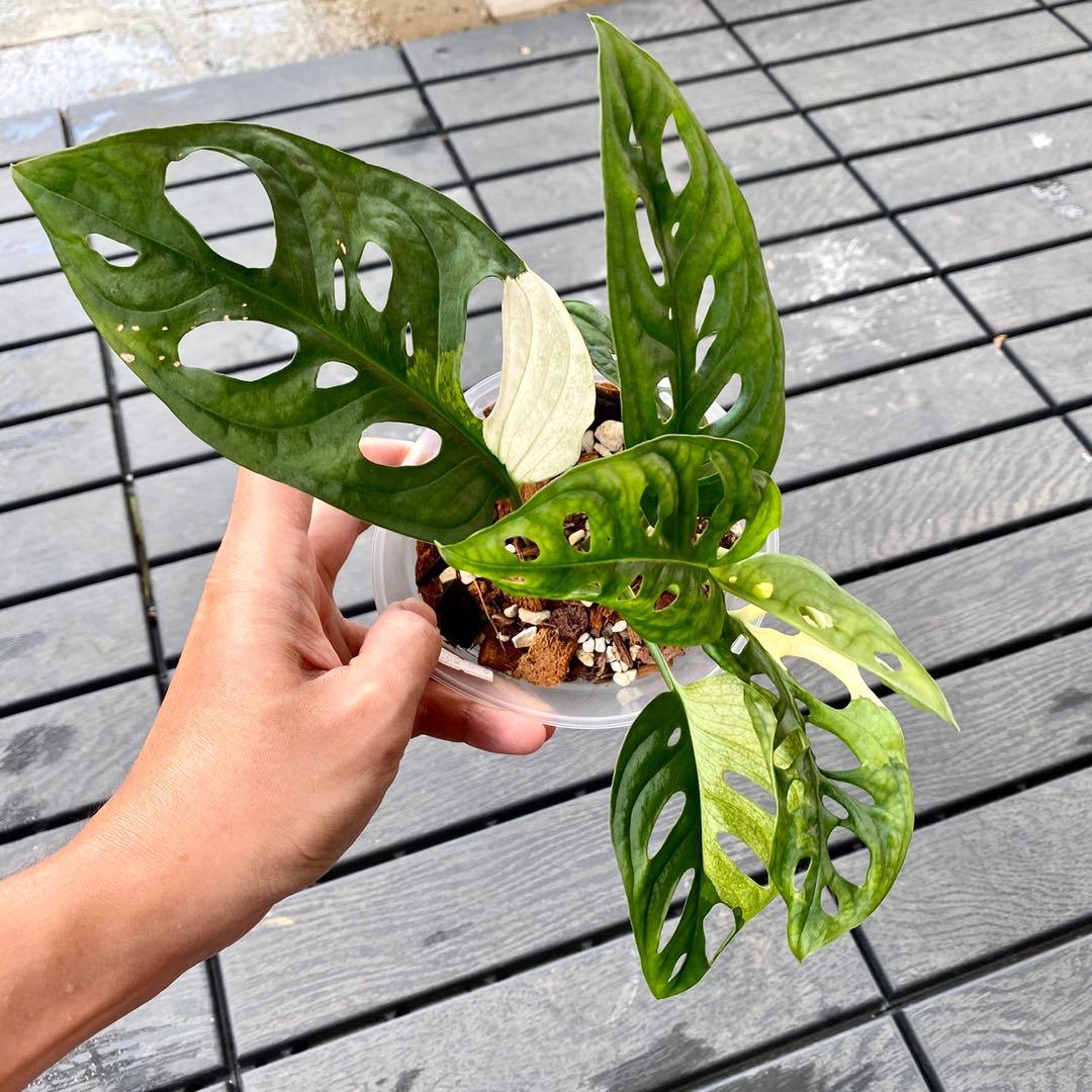 Monstera Adansonii Variegated Tri-color Mint Aurea Albo, Furniture ...