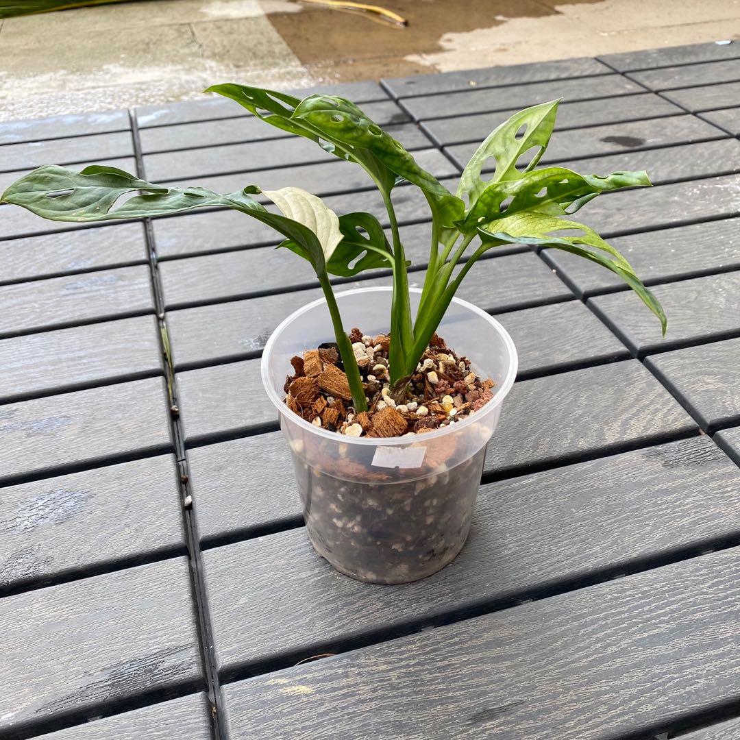 Monstera Adansonii Variegated Tri-color Mint Aurea Albo, Furniture ...