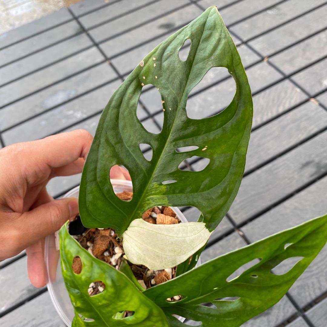 Monstera Adansonii Variegated Tri-color Mint Aurea Albo, Furniture ...