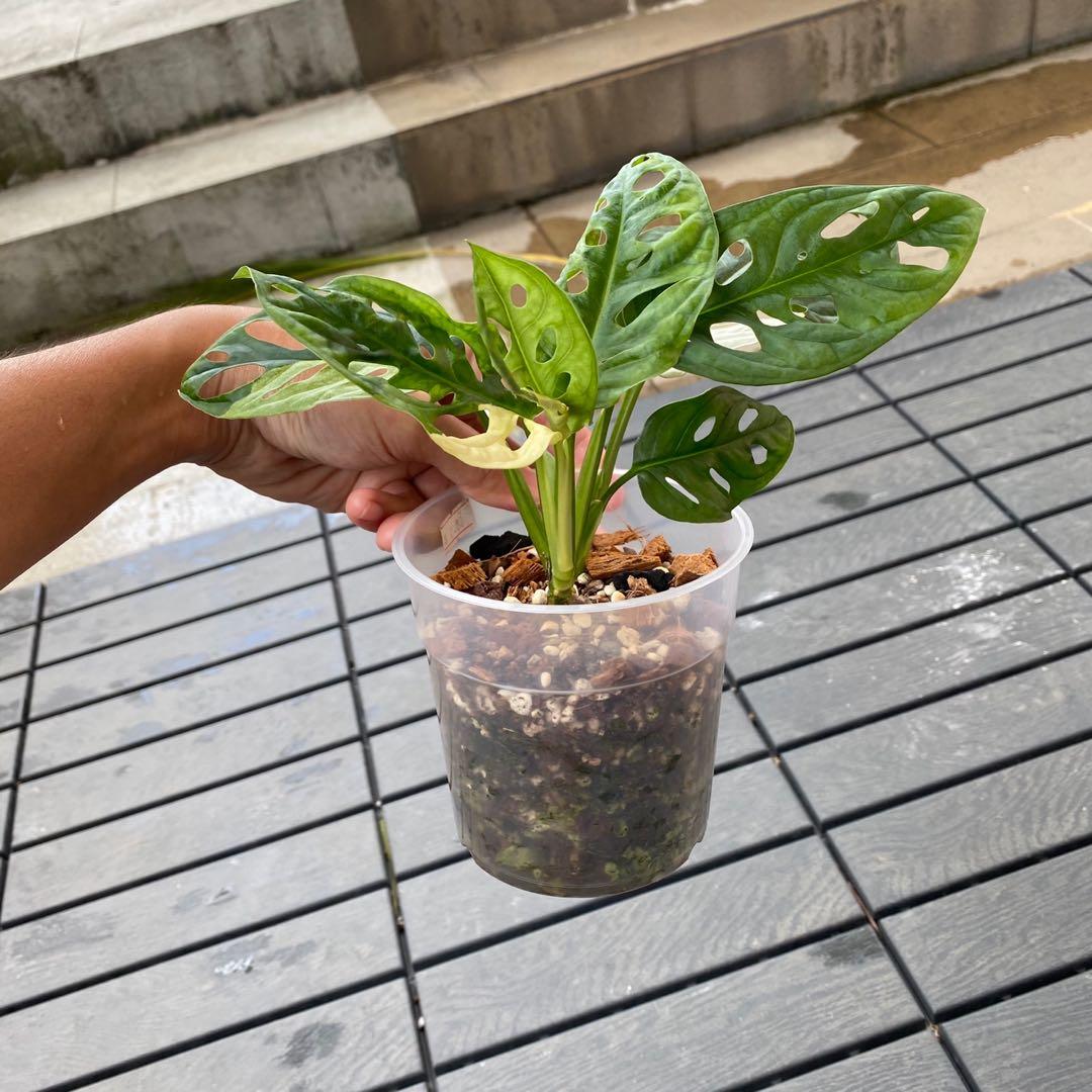 Monstera Adansonii Variegated Tri-color Mint Aurea Albo, Furniture ...