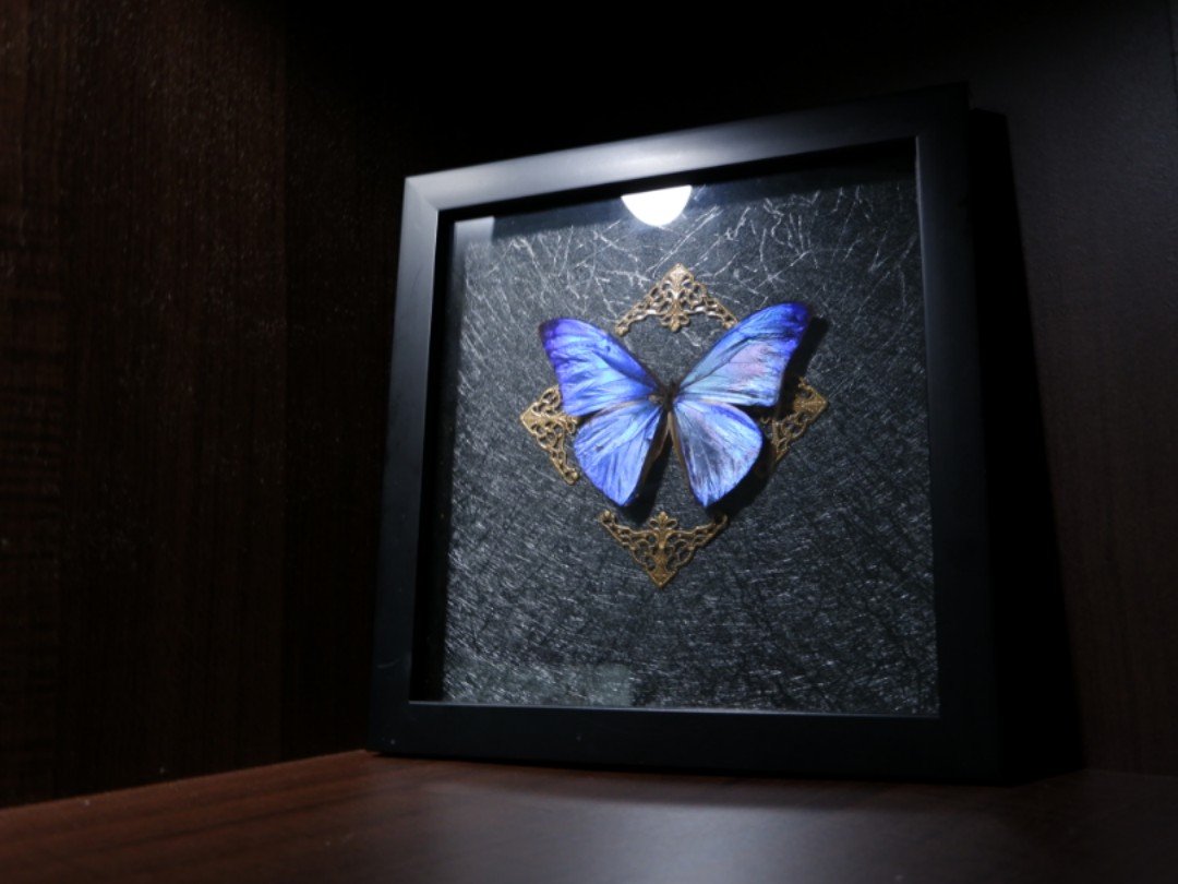 Rare Blue Butterfly Frame, Women's Fashion, Jewelry & Organisers ...