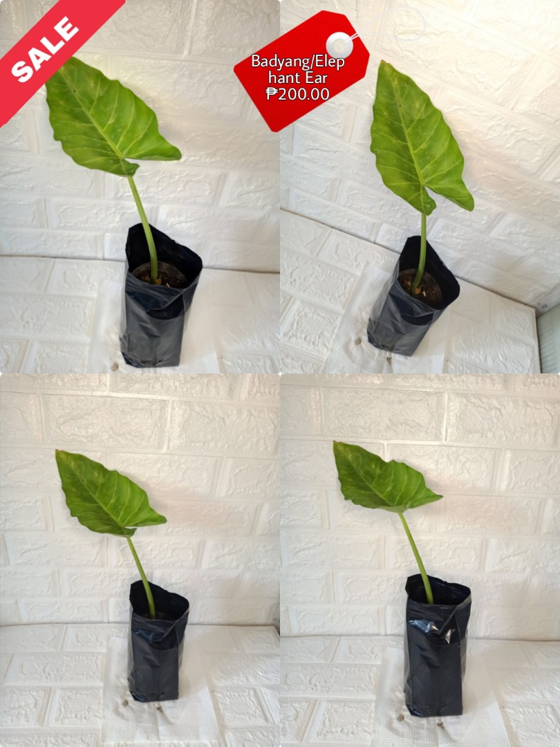Badyang/ Elephant Ear Plant, Furniture & Home Living, Gardening, Plants ...