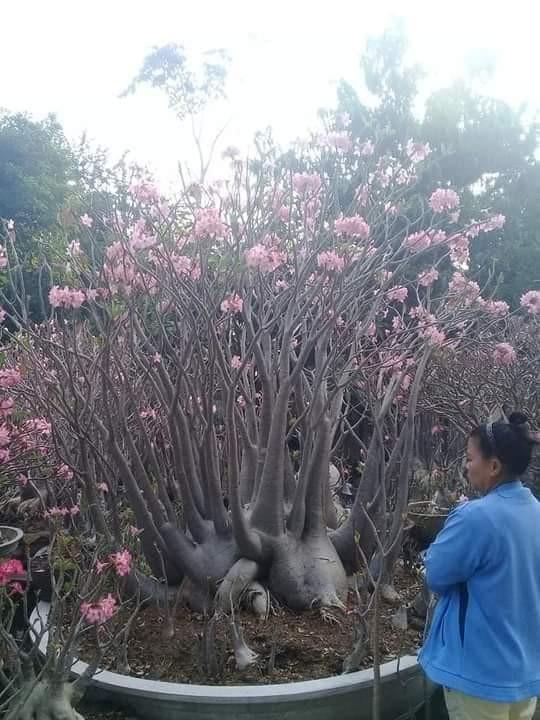 Thai Adenium Arabicum GOOD FORM: Giant Saudi Lopburi, Furniture & Home ...
