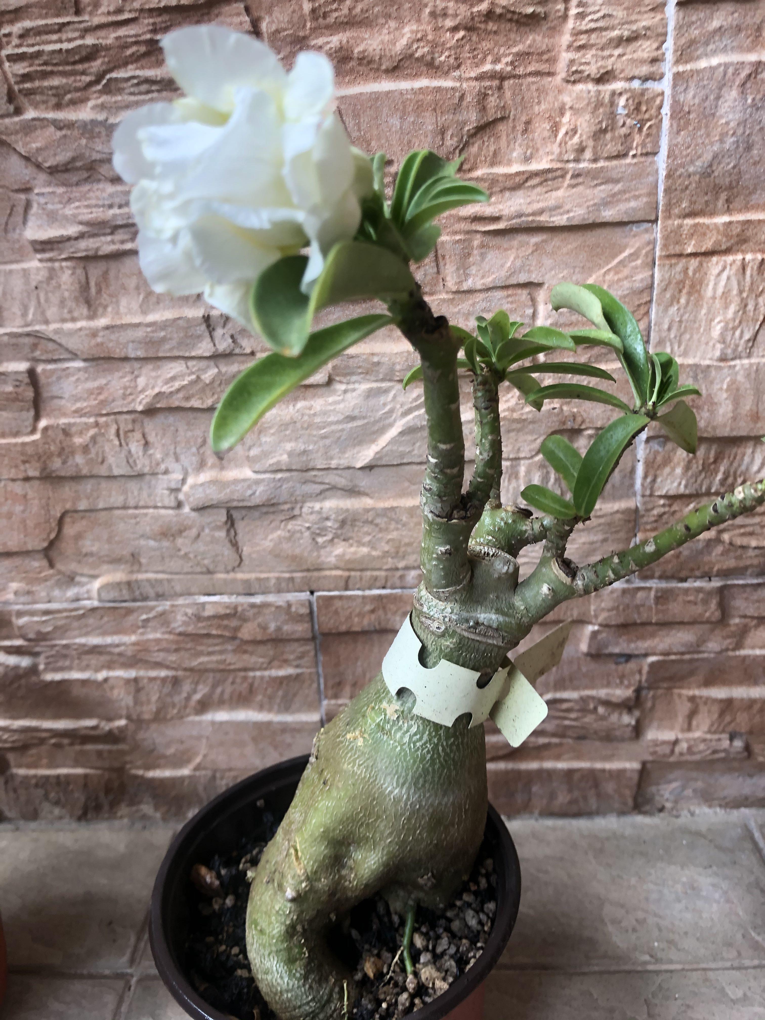 Adenium (white mult petal)白玉, Gardening, Plants on Carousell