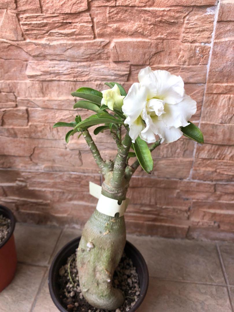 Adenium (white mult petal)白玉, Gardening, Plants on Carousell