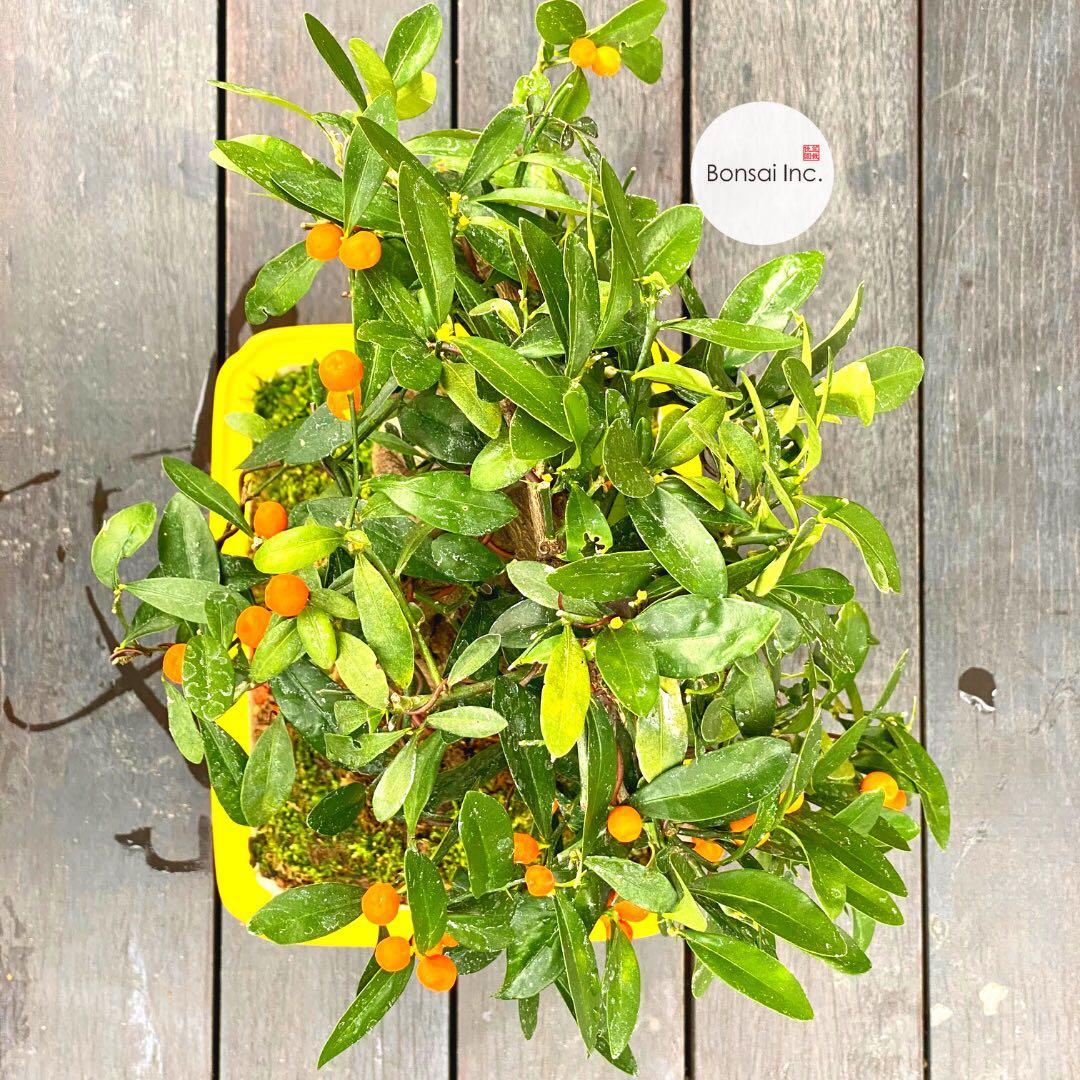 RESERVED B*Inc Japanese Kinzu Orange Bonsai, Gardening, Plants on Carousell