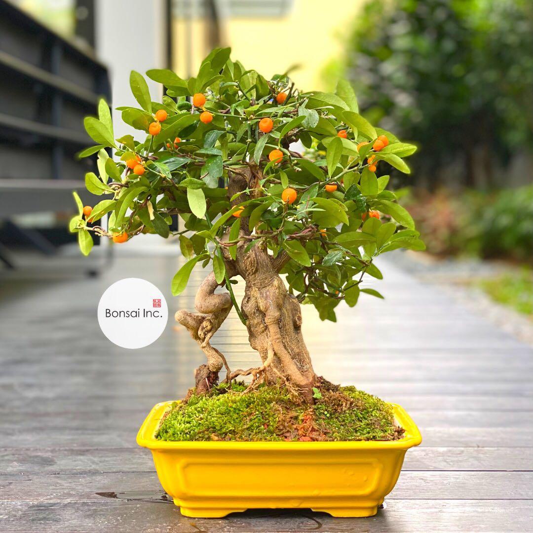 RESERVED B*Inc Japanese Kinzu Orange Bonsai, Gardening, Plants on Carousell