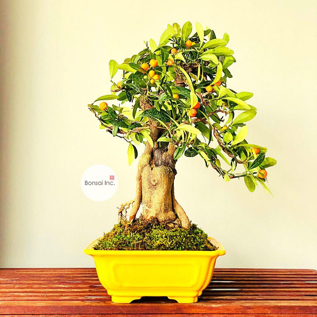 RESERVED B*Inc Japanese Kinzu Orange Bonsai, Gardening, Plants on Carousell