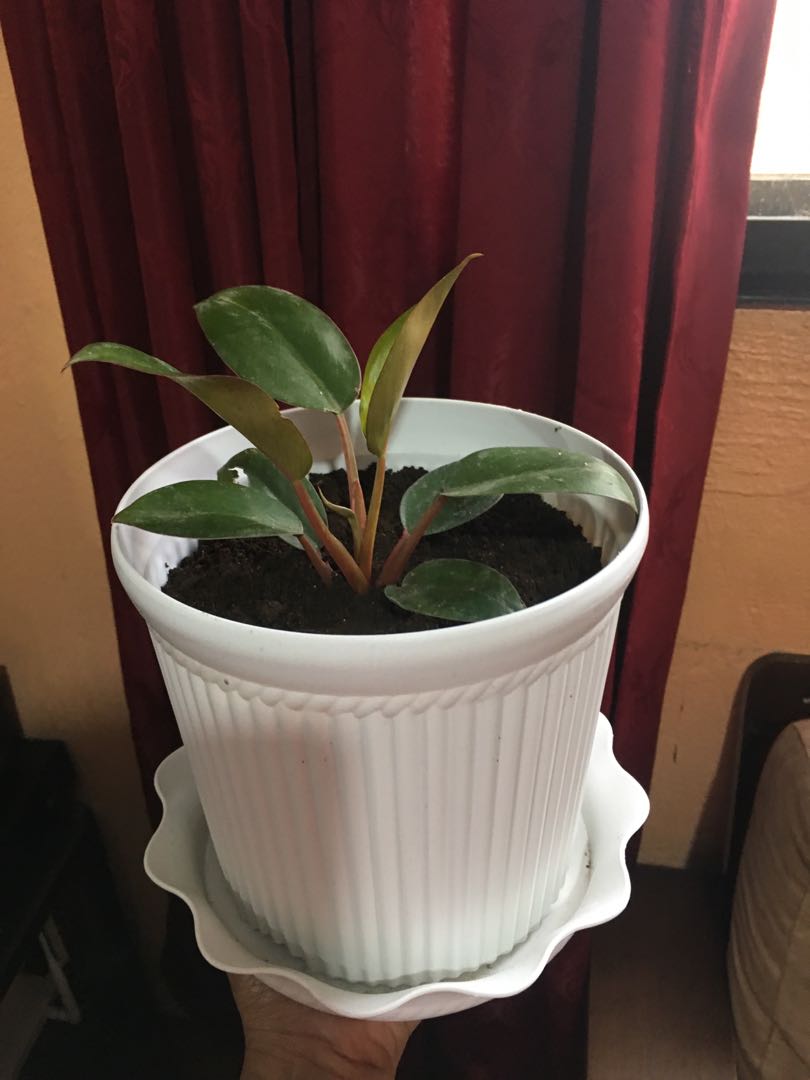 dwarf red congo for sale, Furniture & Home Living, Gardening, Plants ...