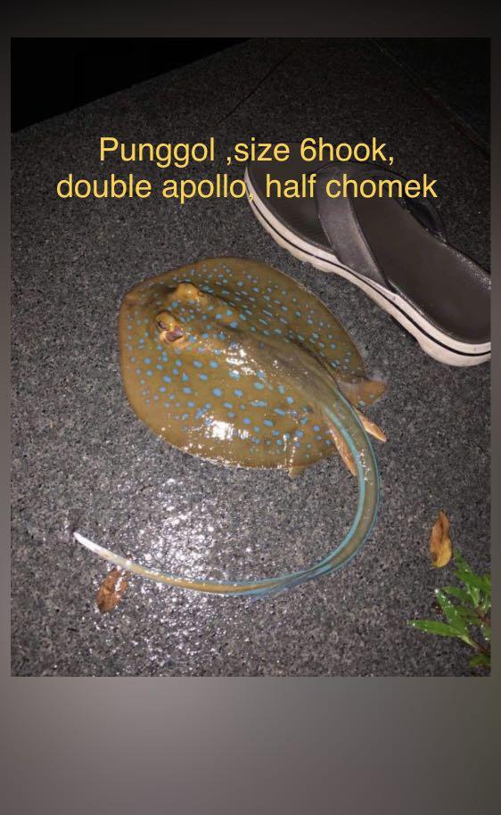 Kelong sotong 500g/box (bait), Everything Else on Carousell