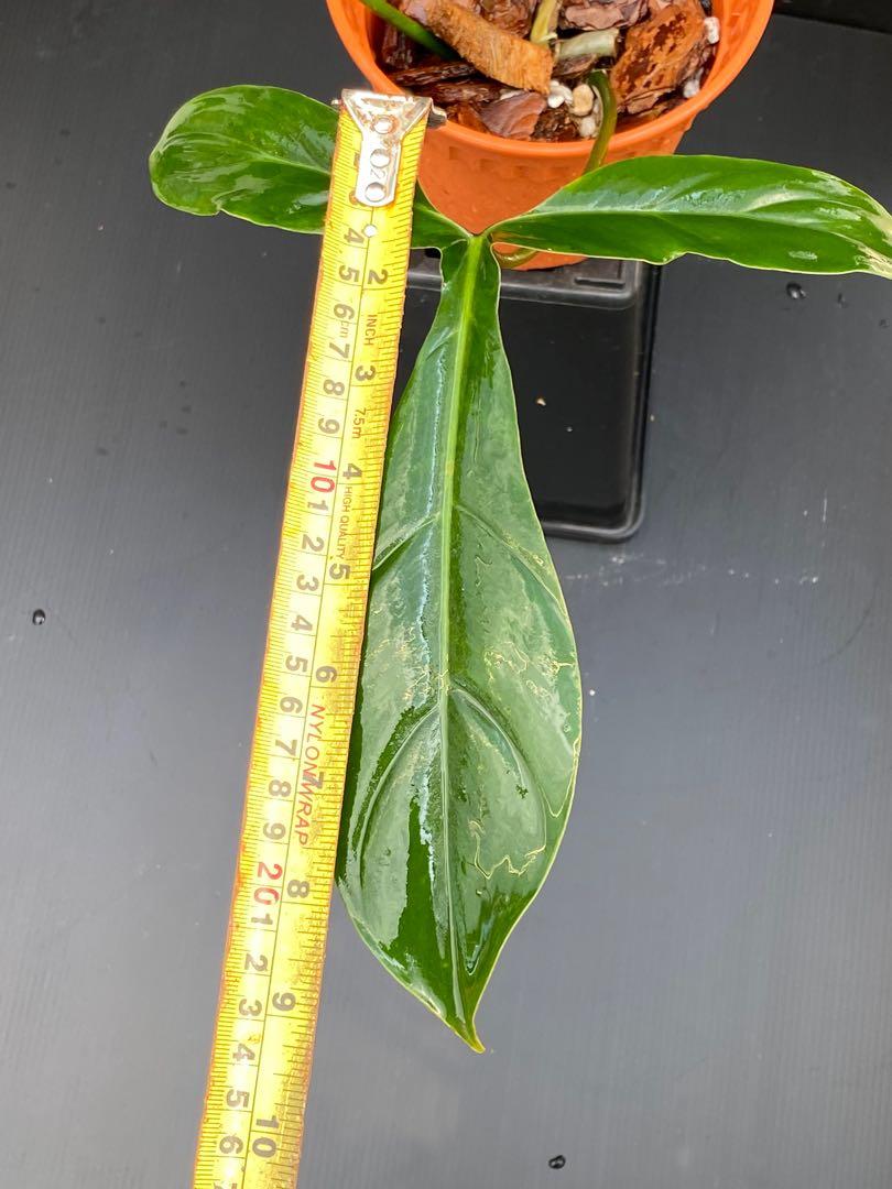 Philodendron 69686, Gardening, Plants on Carousell