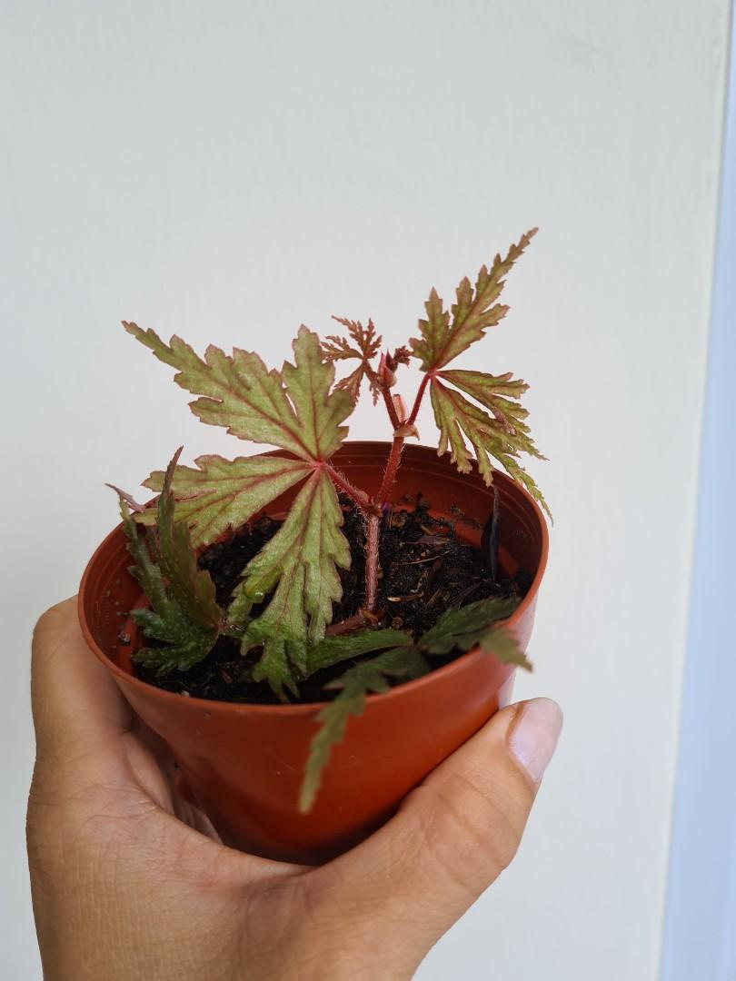 Begonia polilloensis x rajah (fibrous type), Furniture & Home Living ...