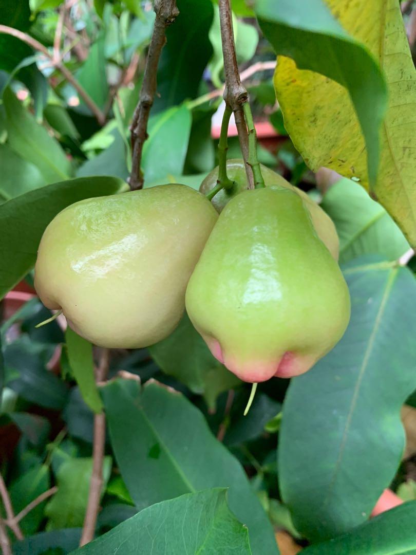 Fruiting Taiwanese Red Rose Apple Potted Plant, Gardening, Plants on ...