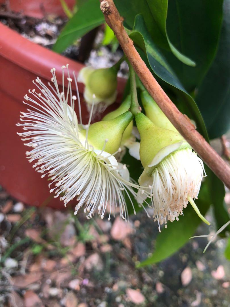 Fruiting Taiwanese Red Rose Apple Potted Plant, Gardening, Plants on ...